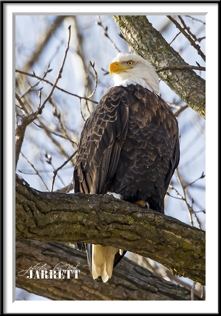Opening day of 2014 – 2015 Eagle Season | Kent Jarrett Photography