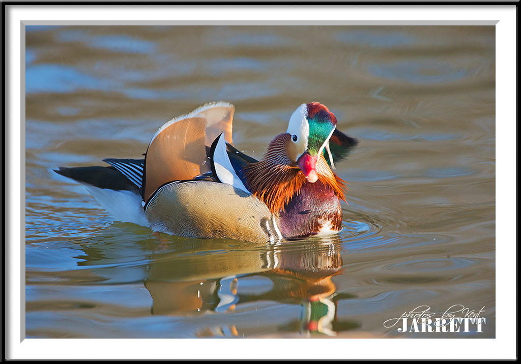Day 3 of Manny the Mandarin Duck | Kent Jarrett Photography