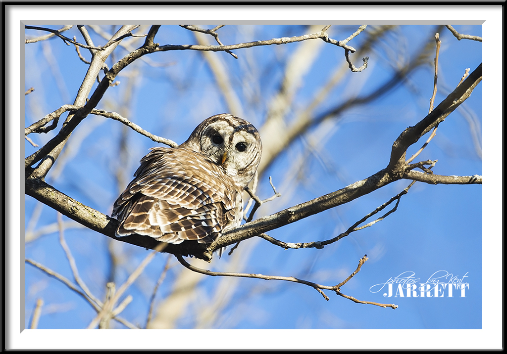 Chasing Brown Owls with Mike F | Kent Jarrett Photography